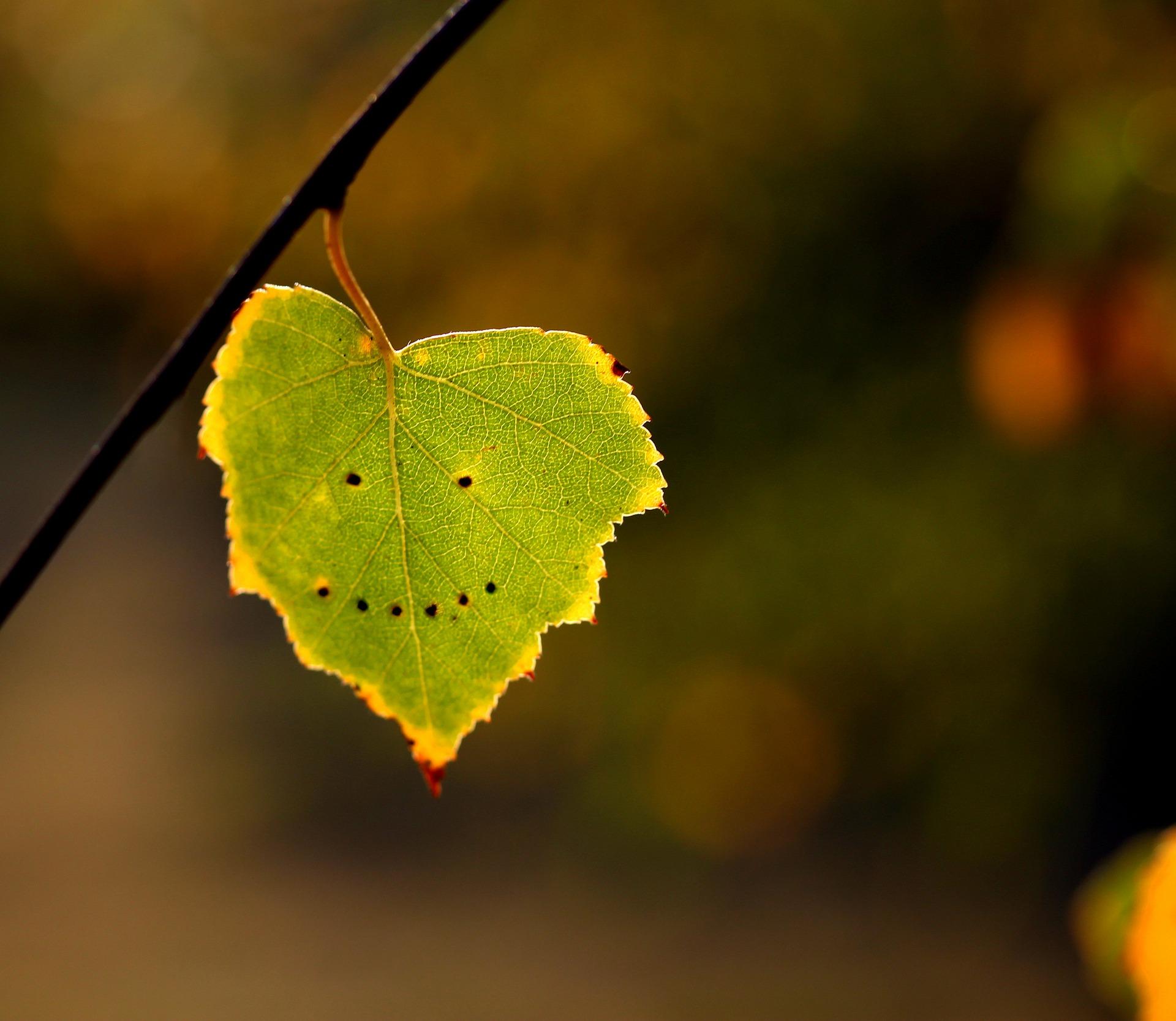 Autumn smile: the most “smiling” autumn crafts - Diy-Family EN