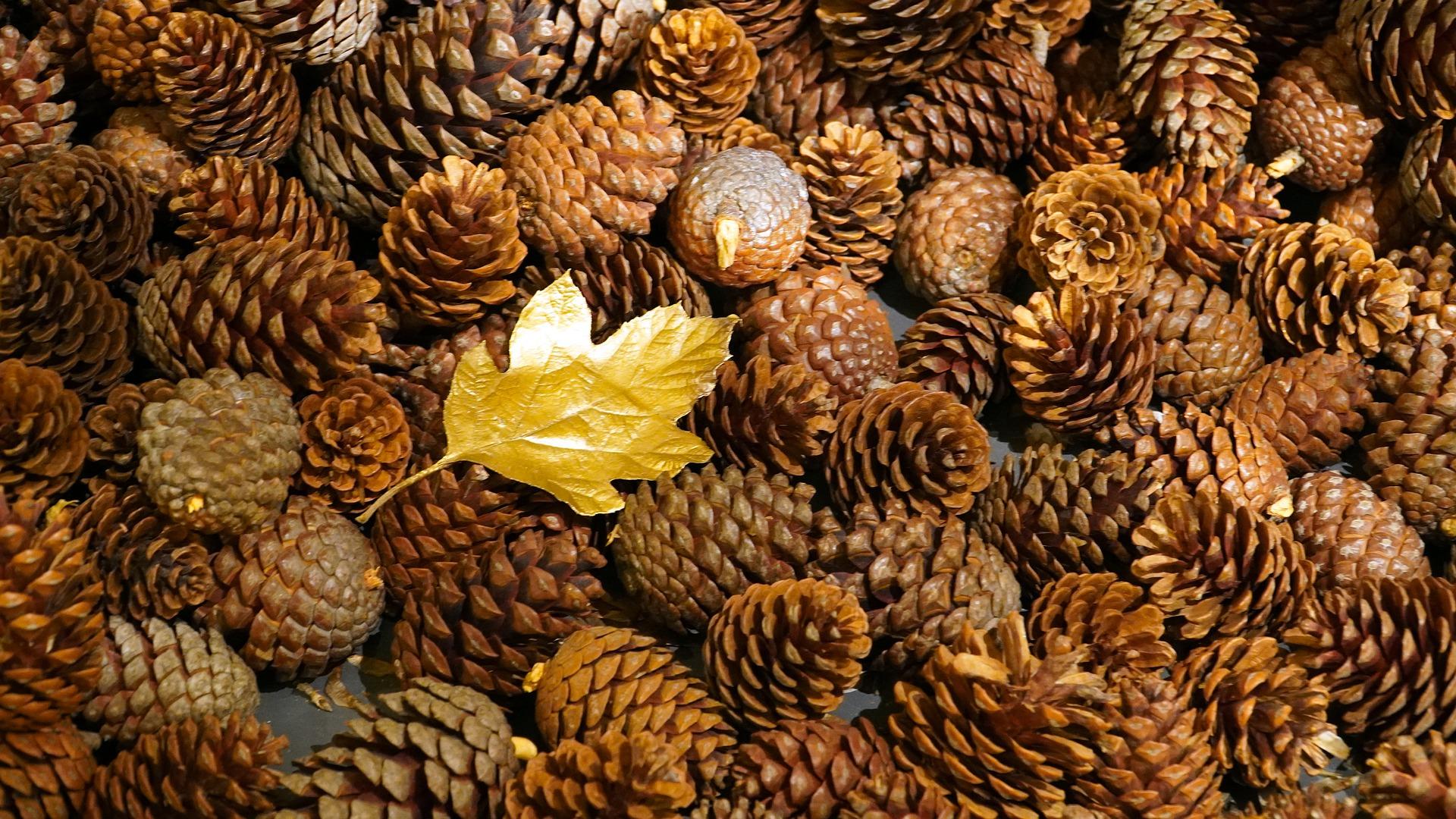 Coniferous decor: turning cones into wonderful interior gizmos - Diy ...
